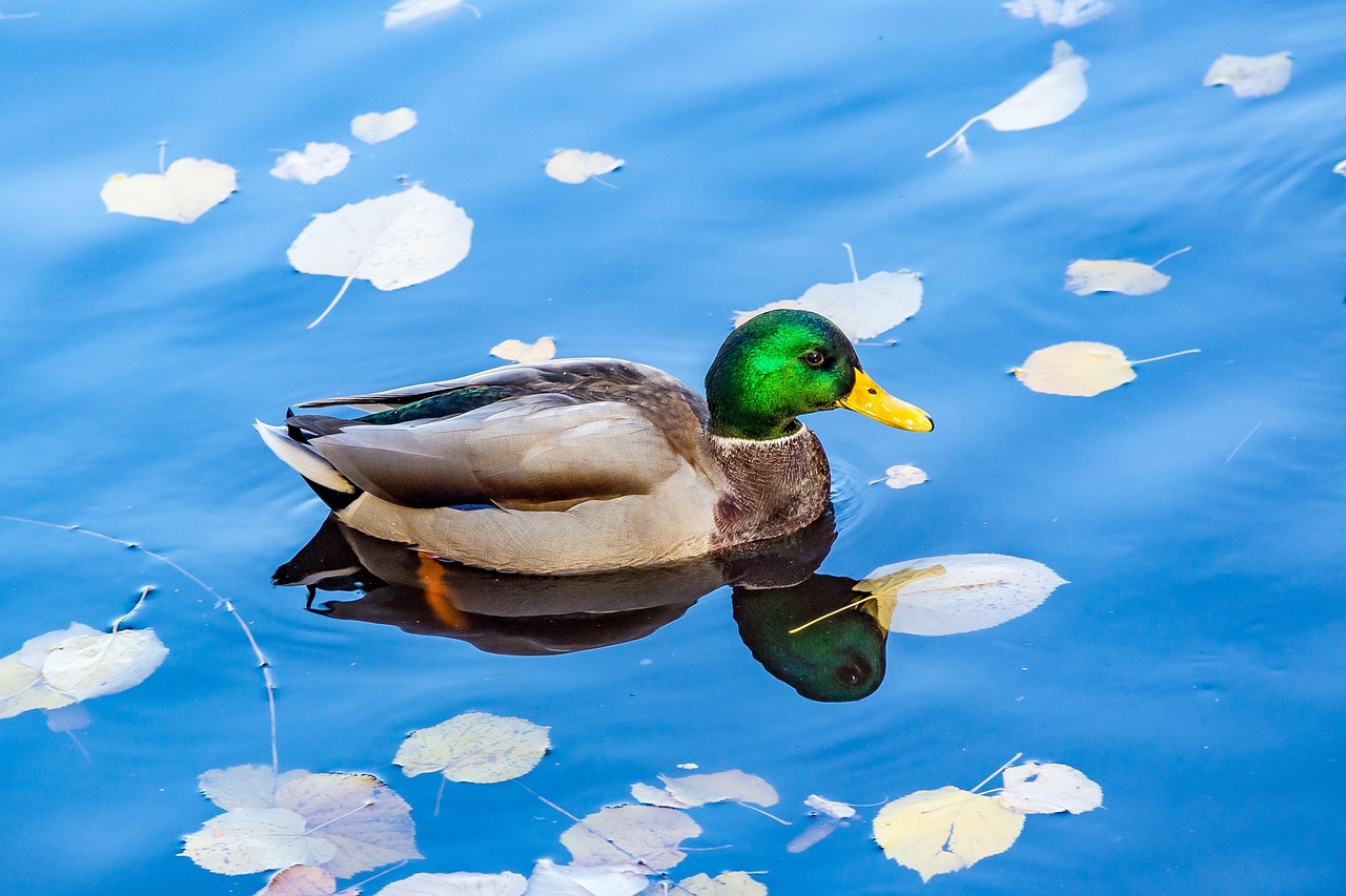 Victoria Pool Compliance Inspections Guys Hill A Complete Guide To Pool ...